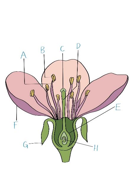 Match Each Term With A Structure In The Diagram Below