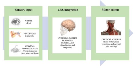 Schematic Diagram Of Cervical Sensorimotor Control Download Scientific Diagram
