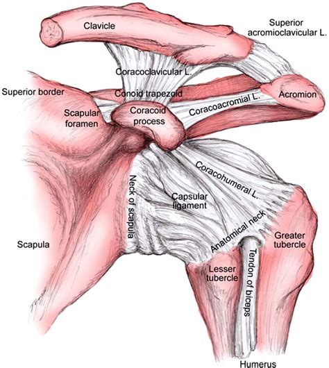 Sternoclavicular Joint And Acromioclavicular Joint