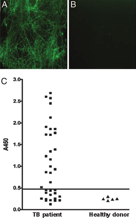 MTP Are Produced During Human TB Infection A IF Showing That MTP Download Scientific Diagram
