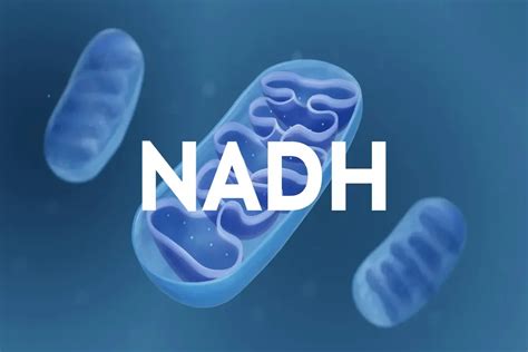 Nadh Qué Es Y Para Qué Sirve La Clave Para Envejecer Mejor