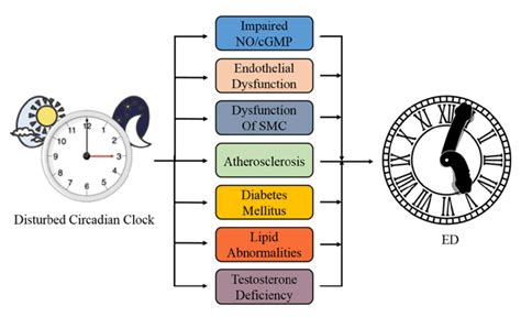 Involvement Of Circadian Clock With Ed The Disturbed Circadian Clock Download Scientific