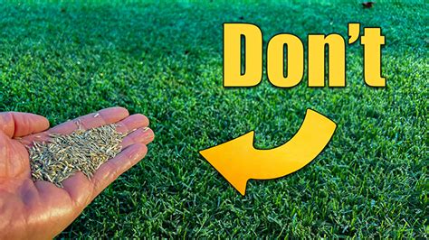 Overseeding Lawn In The Winter Lawn Care