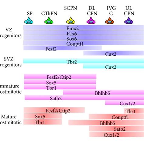 Cell Cycle Regulation Cell Cycle Components Discussed In This Review Download Scientific