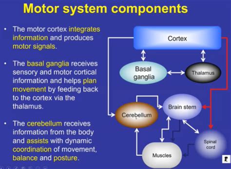 Anatomy Of The Brain Motor Systems Flashcards Quizlet