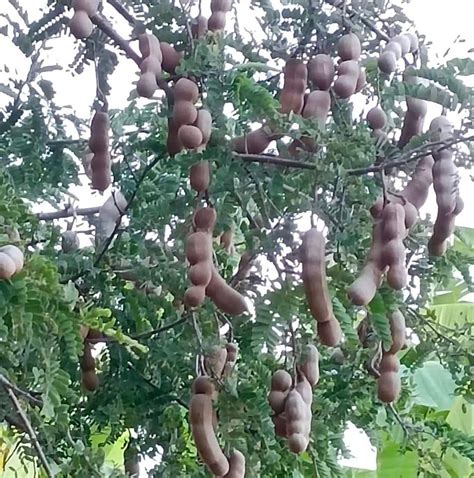 Thai วันนี้ 26 ส ค 2568 ตำรวจสอบสวนกลาง ปิดล้อมตรวจค้น 17 จุดในพื้นที่กรุงเทพฯ และลพบุรี