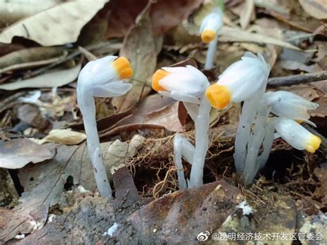 珍稀麻栗坡老君山自然保护区80余株水晶兰 齐绽放
