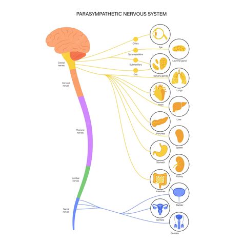 Premium Vector Parasympathetic Nervous System