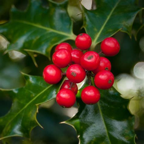 Our Essential Guide To Decorative Winter Berries Plus A Few Imposters