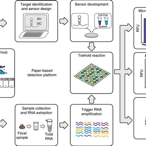 Workflow For Analysis Of Microbiome Samples Using Our Paper Based
