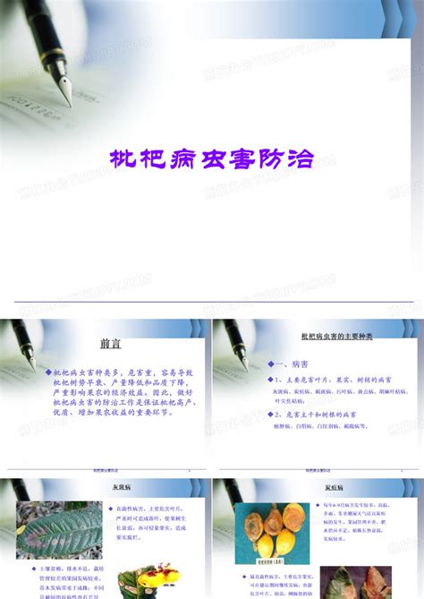 枇杷病虫害防治ppt模板下载编号qvxgyoeq熊猫办公