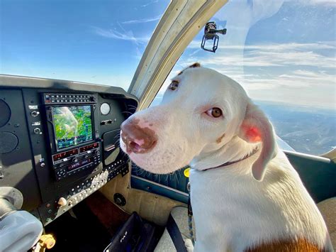 Camp Cocker Rescue Added A New Photo Camp Cocker Rescue