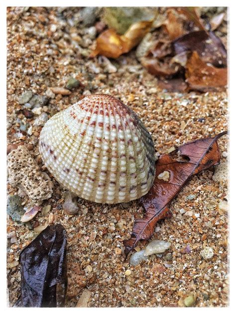 PYP Concepts Archives BeConWiz