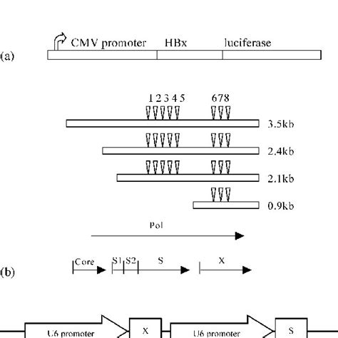 Schematic Diagrams Of Luciferase Fusion Genes Sirna Targeting Sites