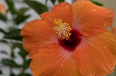 معرفی گل ختمی دایان