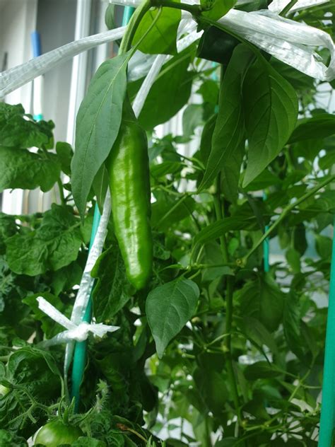 고추 식물 관련 된 질문 지식in