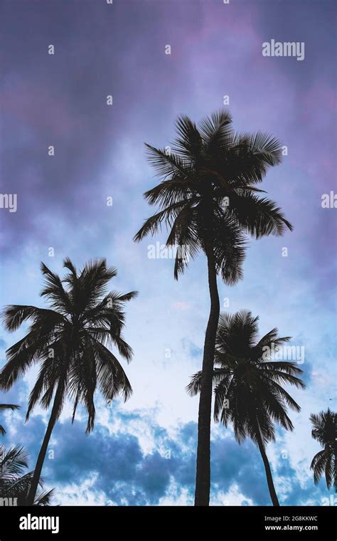 Details More Than 70 Palm Trees Aesthetic Wallpaper In Cdgdbentre