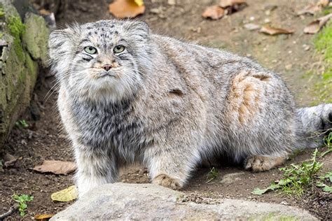 8 Gatos Salvajes Rusos Con Los Que Deberías Evitar Encontrarte Russia