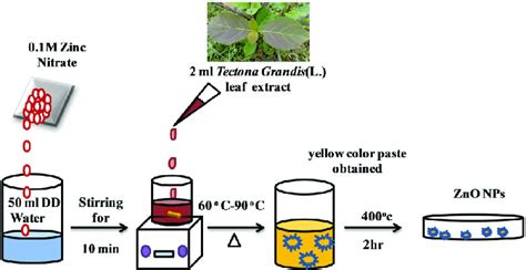 Schematic Representation Of Green Synthesized Zno Nps Download