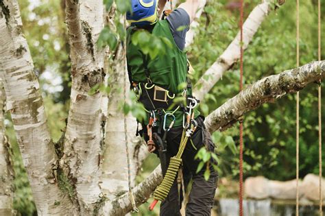 Safety Gear When Using Tree Trimming Equipment Green Pine Tree Service
