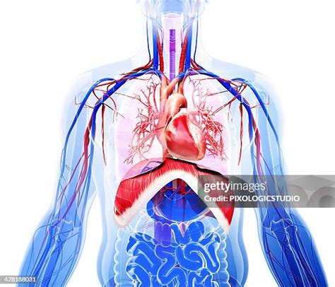 Thoracic Cavity Organs Photos And Premium High Res Pictures Getty Images