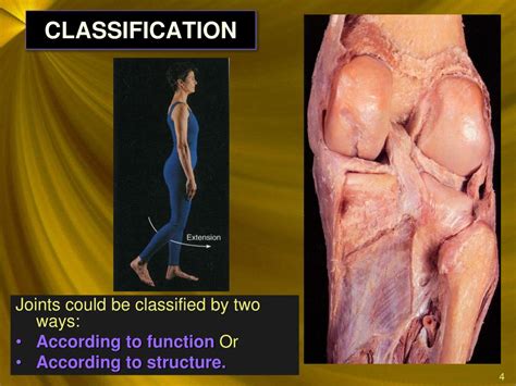 PPT JOINTS MOVEMENTS PowerPoint Presentation Free Download ID