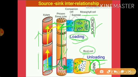 Source Sink Inter Relationship YouTube