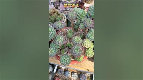 블루엘프블루엘프철화율무네다육 다육식물임영웅 모래알갱이 Youtube