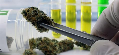 Cannabis Flower Testing Shows Thc Potency Widely Inflated In Colorado Ganjapreneur