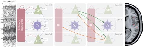 Left The Canonical Microcircuit With Excitatory Green And Inhibitory Download Scientific