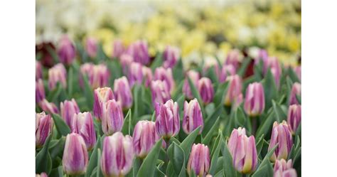 Парад на лалетата изригва на Великден в Ботаническата градина в Балчик