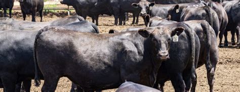 How To Calculate Cwt In Cattle CALCULATORVGW