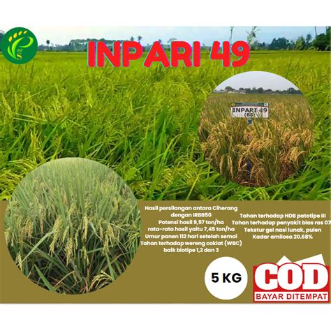 Jual Benih Padi Unggul Inpari Kg Shopee Indonesia