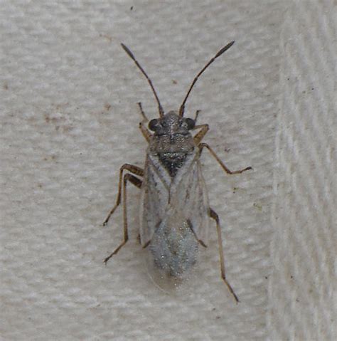 Nysius Species Nysius Bugguide Net