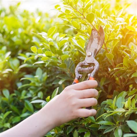 Gardener Pruning Tree With Pruning Shears Stock Image Image Of