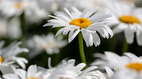 Ромашки · 1920x1080 Full Hd бесплатная фотография от Denisark картинки и обои на рабочий стол