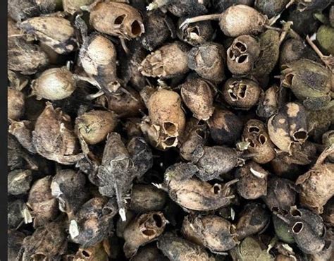 Snapdragon Seed Pods Dried