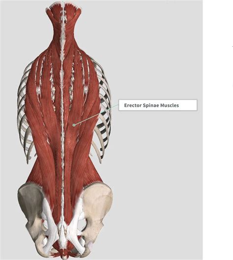 Spine Muscles Anatomy