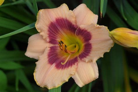 Daylily Wineberry Candy