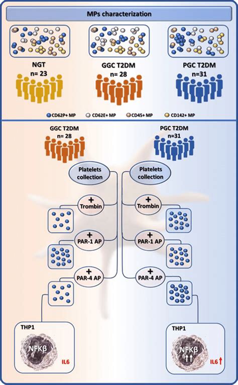 Study Design And Summary In Vivo Circulating Microparticles Mps