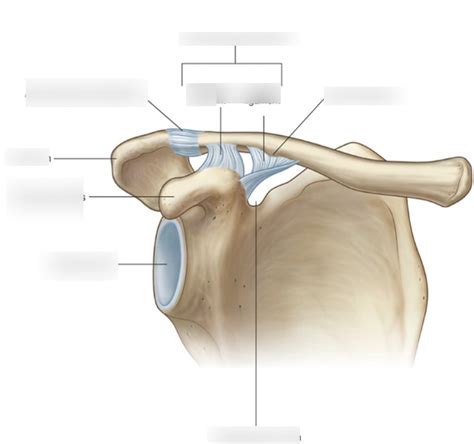 Acromioclavicular Ac Joint Diagram Quizlet