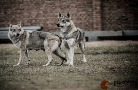 捷克狼犬怎么看品相 可以办狗证吗 唯宠网