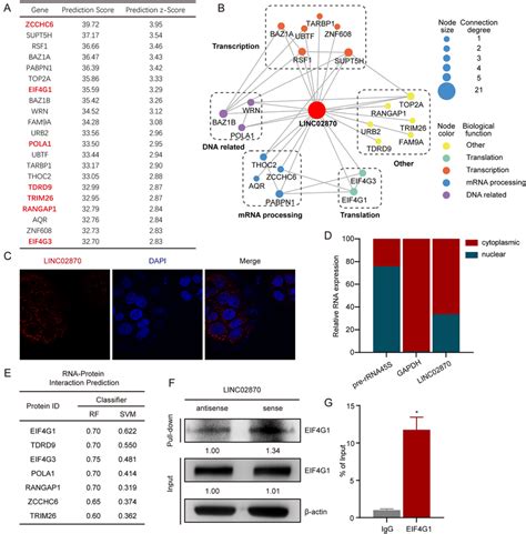 Prediction And Analysis Of Interacting Proteins Of Linc02870 A