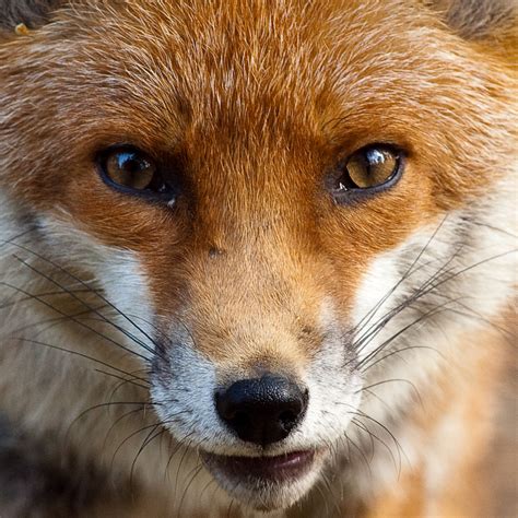 フリー画像 動物写真 哺乳類 イヌ科 狐 キツネ フリー素材 画像素材なら無料フリー写真素材のフリーフォト