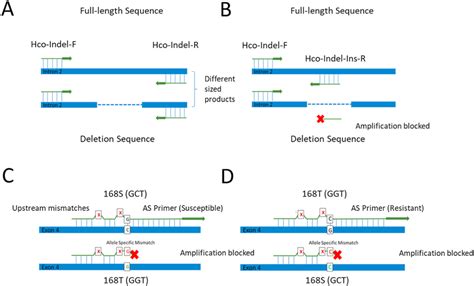Schematic Representation Of Primer Design A Indel Spanning Primers Download Scientific