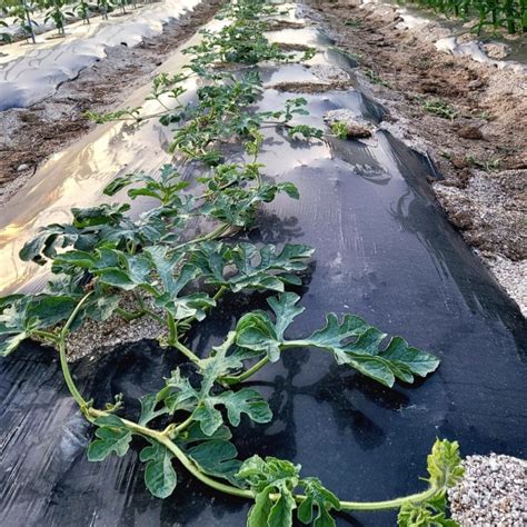 애플수박 키우기 순치기 재배방법 네이버 블로그