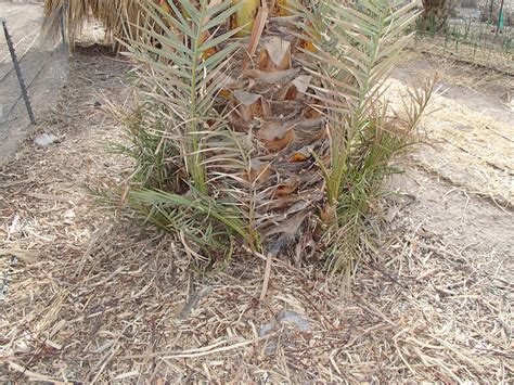 Xtremehorticulture Of The Desert Messy Palm Trees Are Females Sometimes