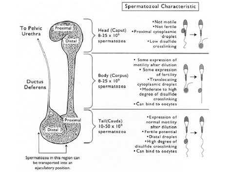Endocrinology Of The Epididymis And Sperm Maturation John