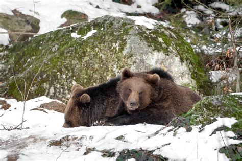 Five Animals That Hibernate The Longest Animals Around The Globe