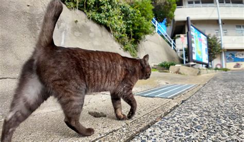 「あっちで猫の集会やってるニャン、ついてくるニャン」と猫に言われたのでついて行ってみると！ エウレカねこ部